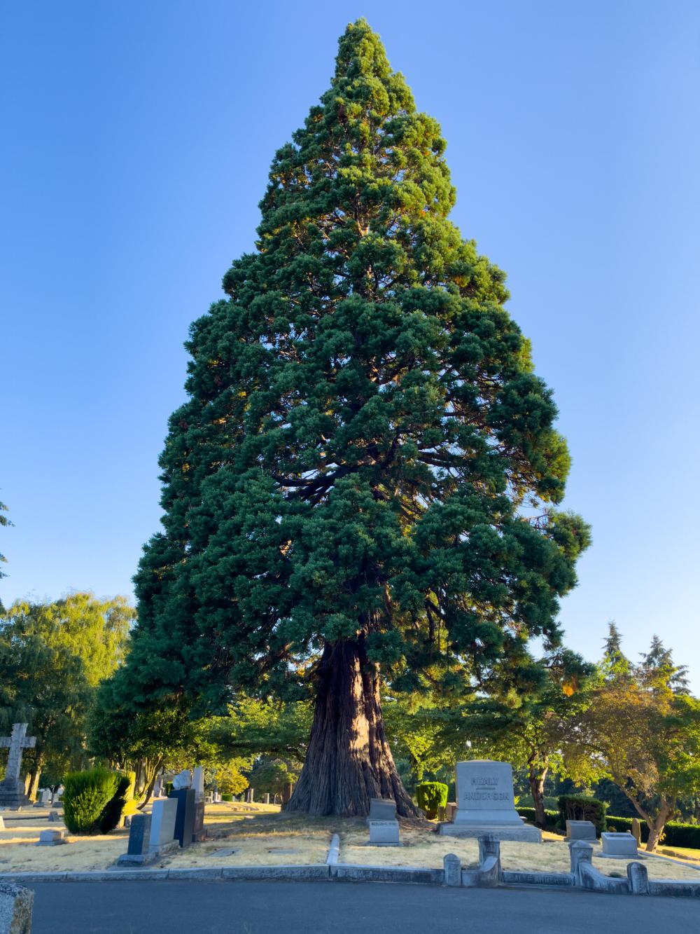Trees & Cemetery Features - Lake View Cemetery