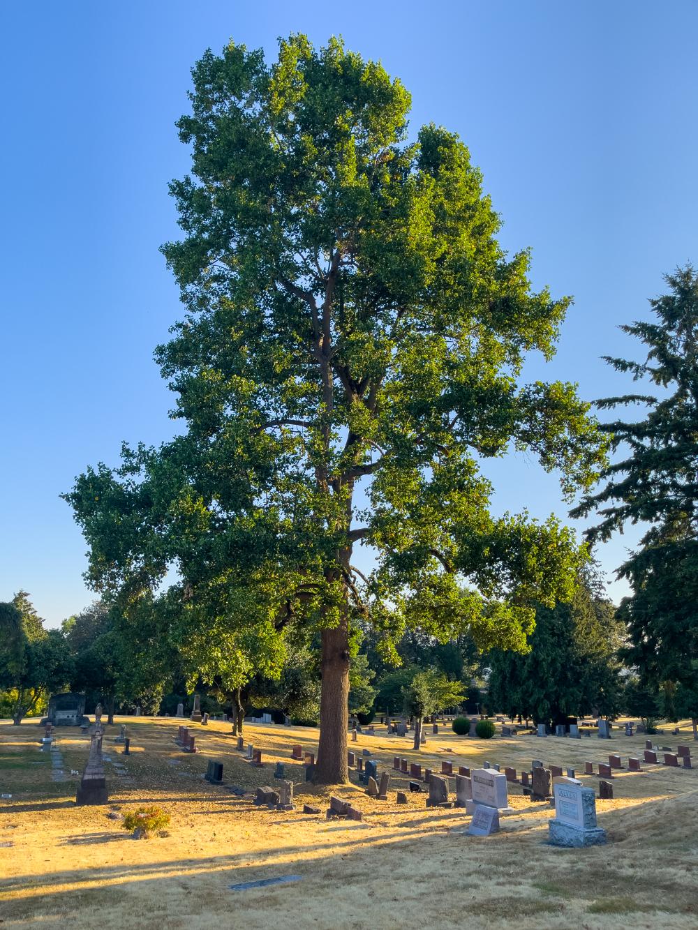 Trees & Cemetery Features - Lake View Cemetery