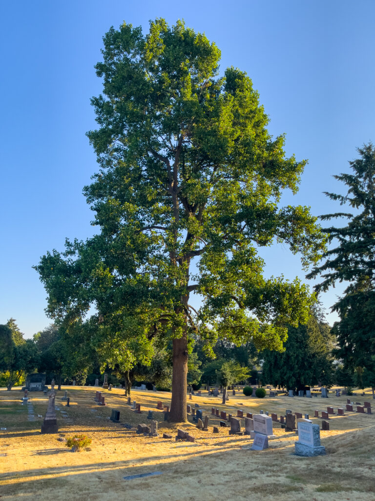 Trees & Cemetery Features - Lake View Cemetery