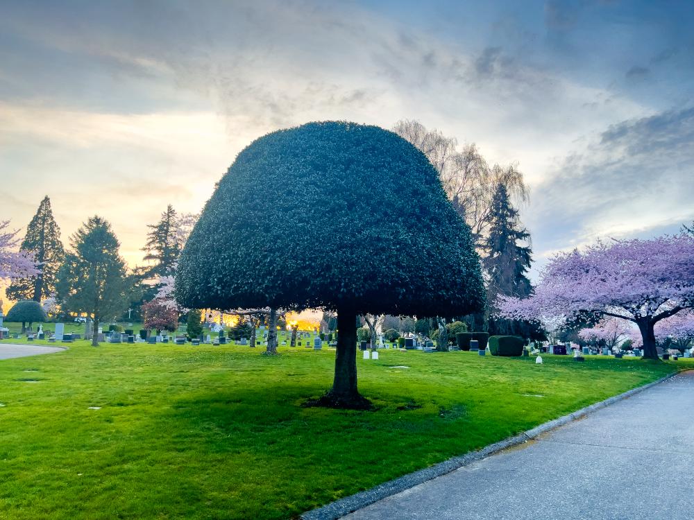 Trees & Cemetery Features - Lake View Cemetery