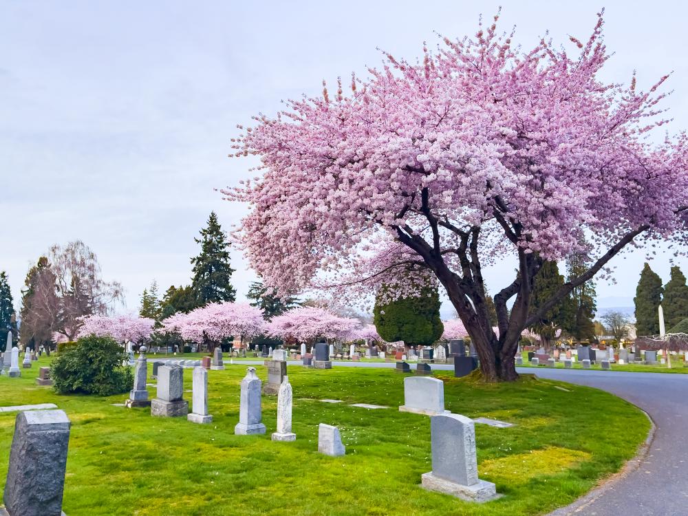 Trees & Cemetery Features - Lake View Cemetery