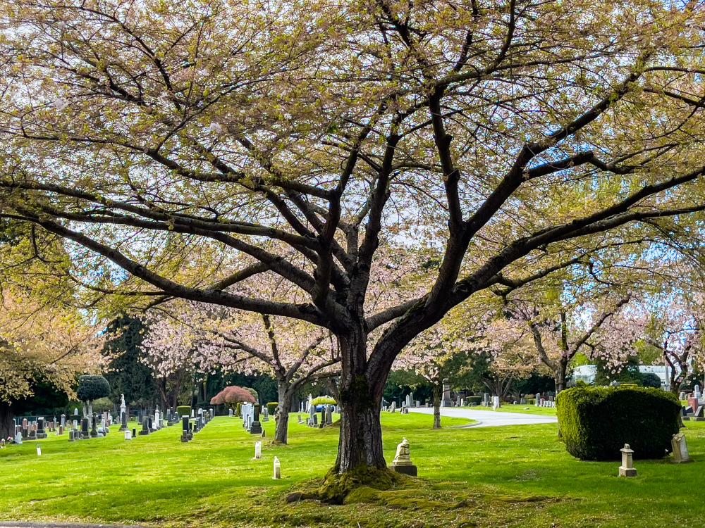 Trees & Cemetery Features - Lake View Cemetery