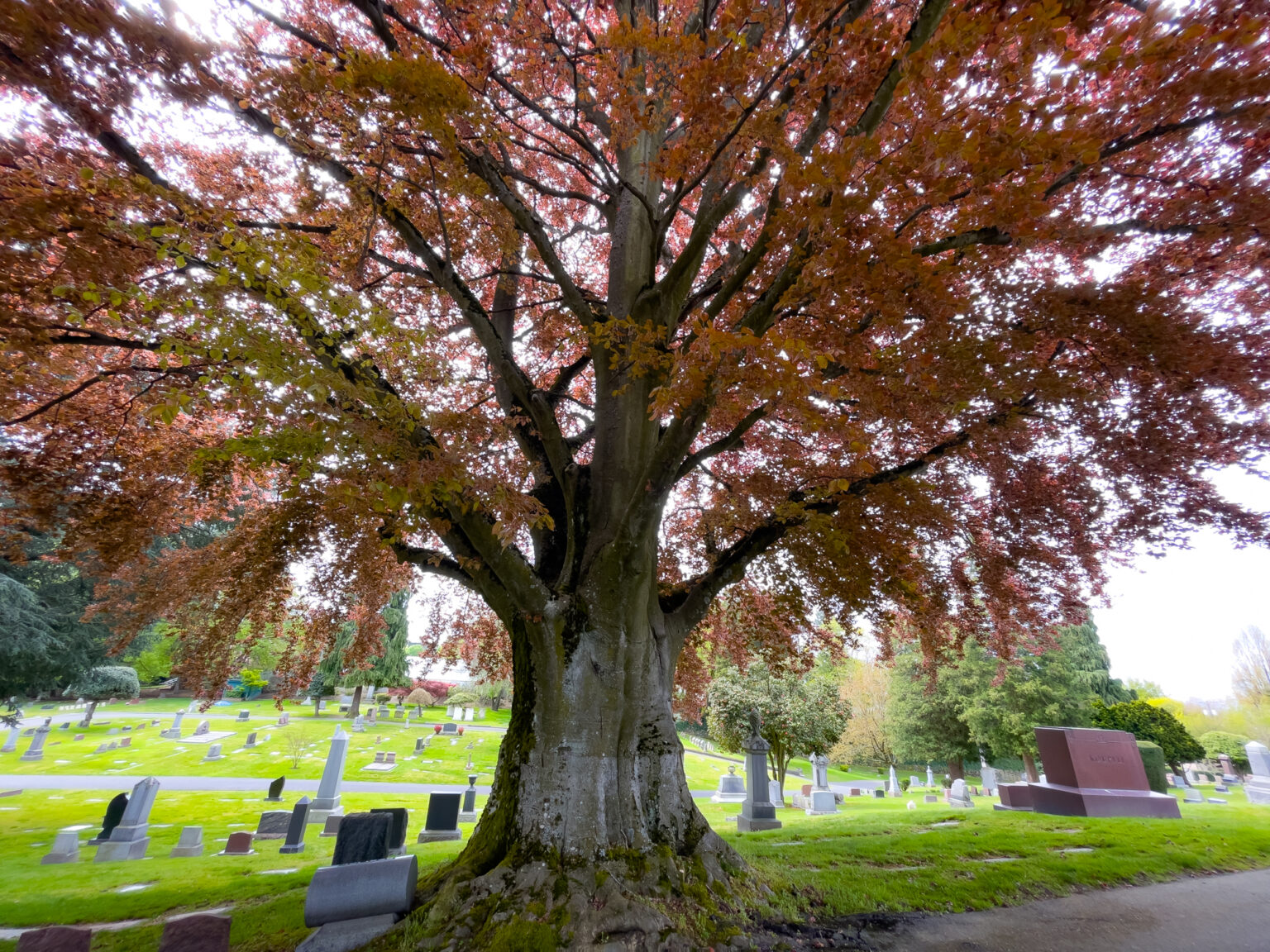 Trees & Cemetery Features - Lake View Cemetery