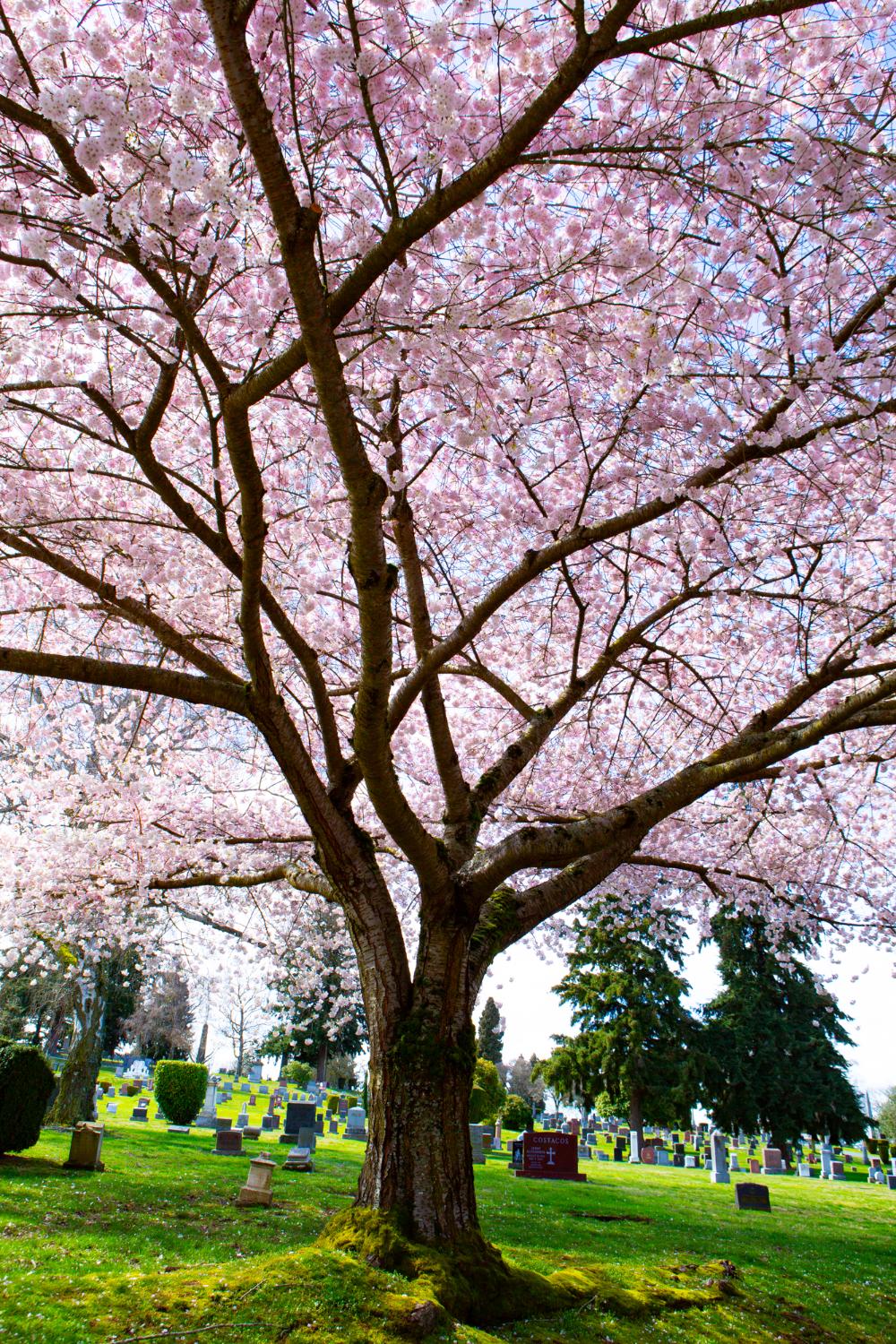 Trees & Cemetery Features - Lake View Cemetery