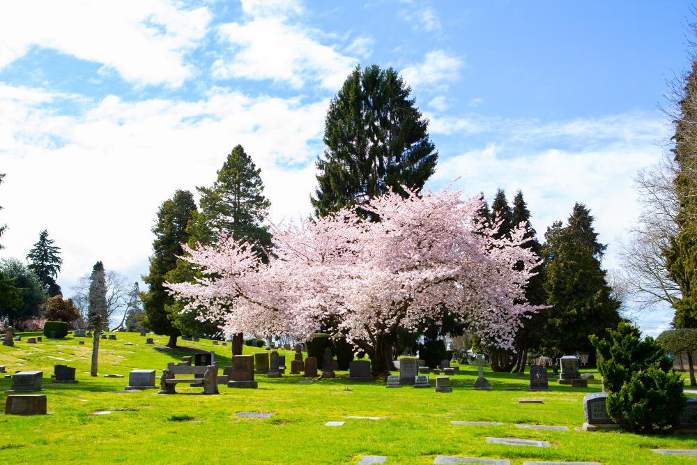 Trees & Cemetery Features - Lake View Cemetery