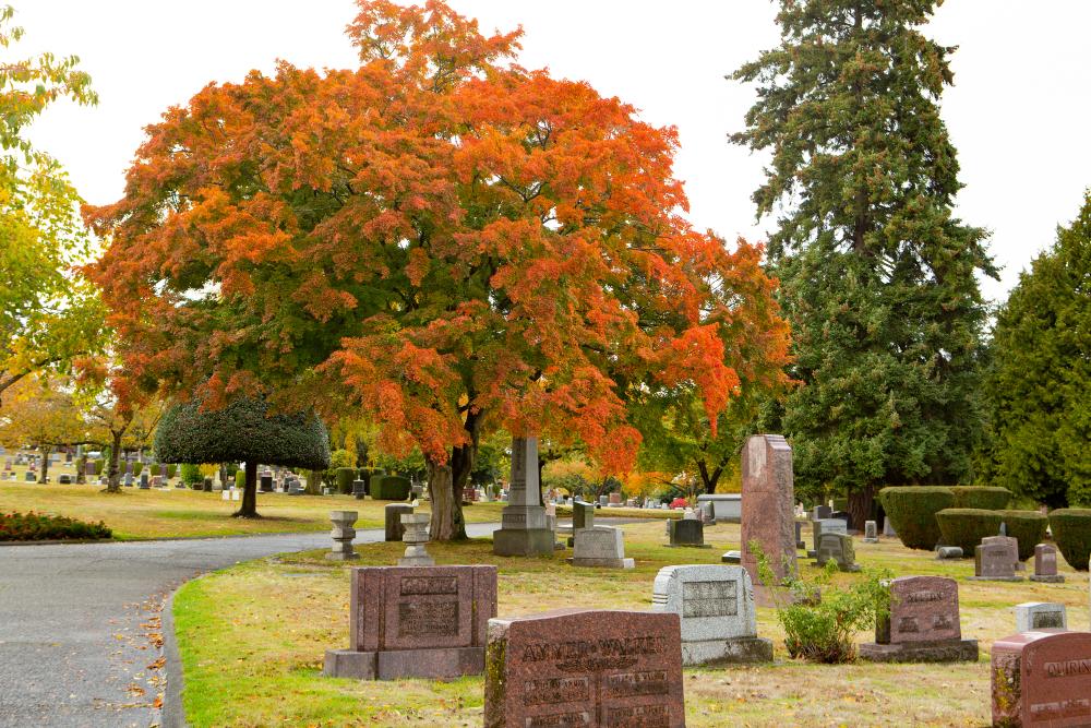 Trees & Cemetery Features - Lake View Cemetery