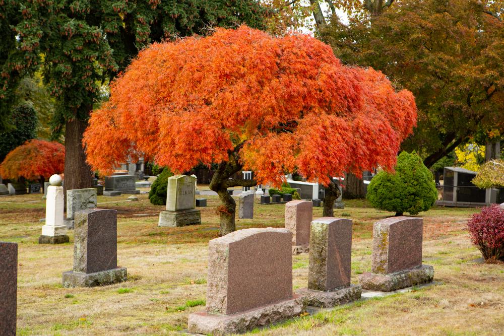 Trees & Cemetery Features - Lake View Cemetery